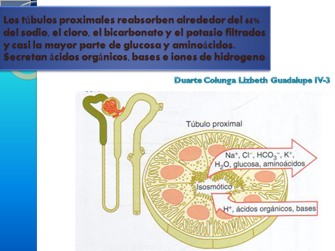 FISIOLOGIA: Tubulo proximal