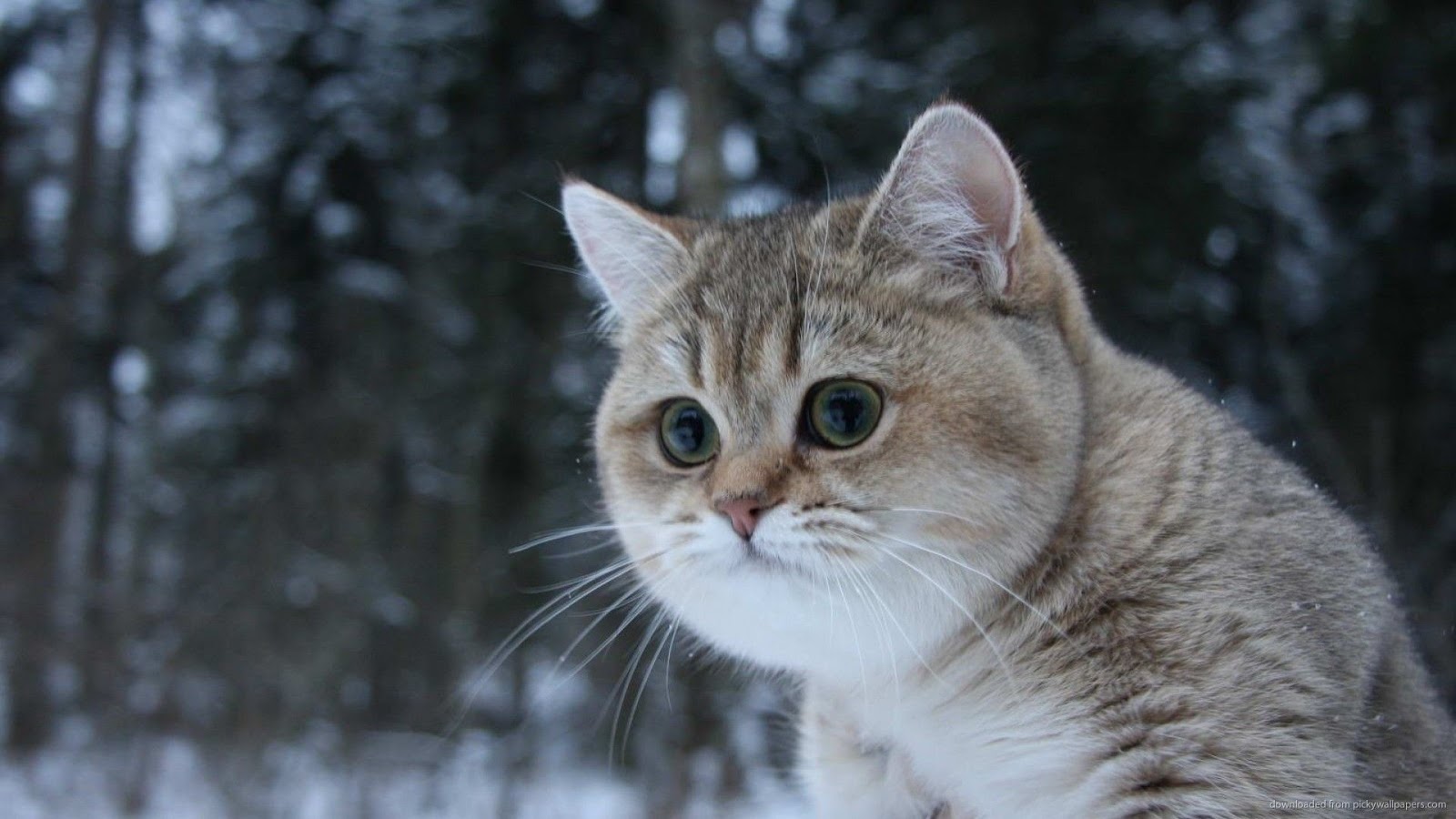 Cute Cat Wallpaper HD + For Android And Desktop