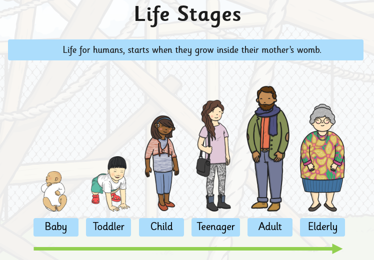 Year 2: Science: Week 13