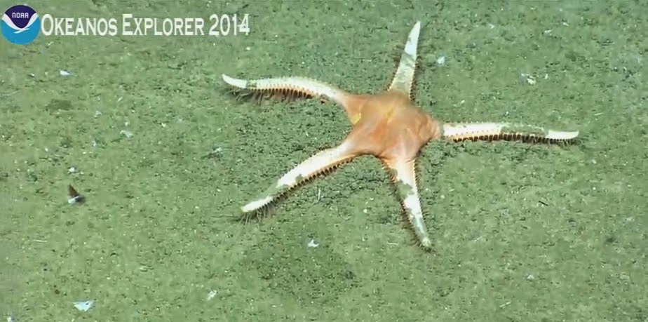 The Echinoblog: 5 Echinoderm Highlights from the Okeanos Explorer ...