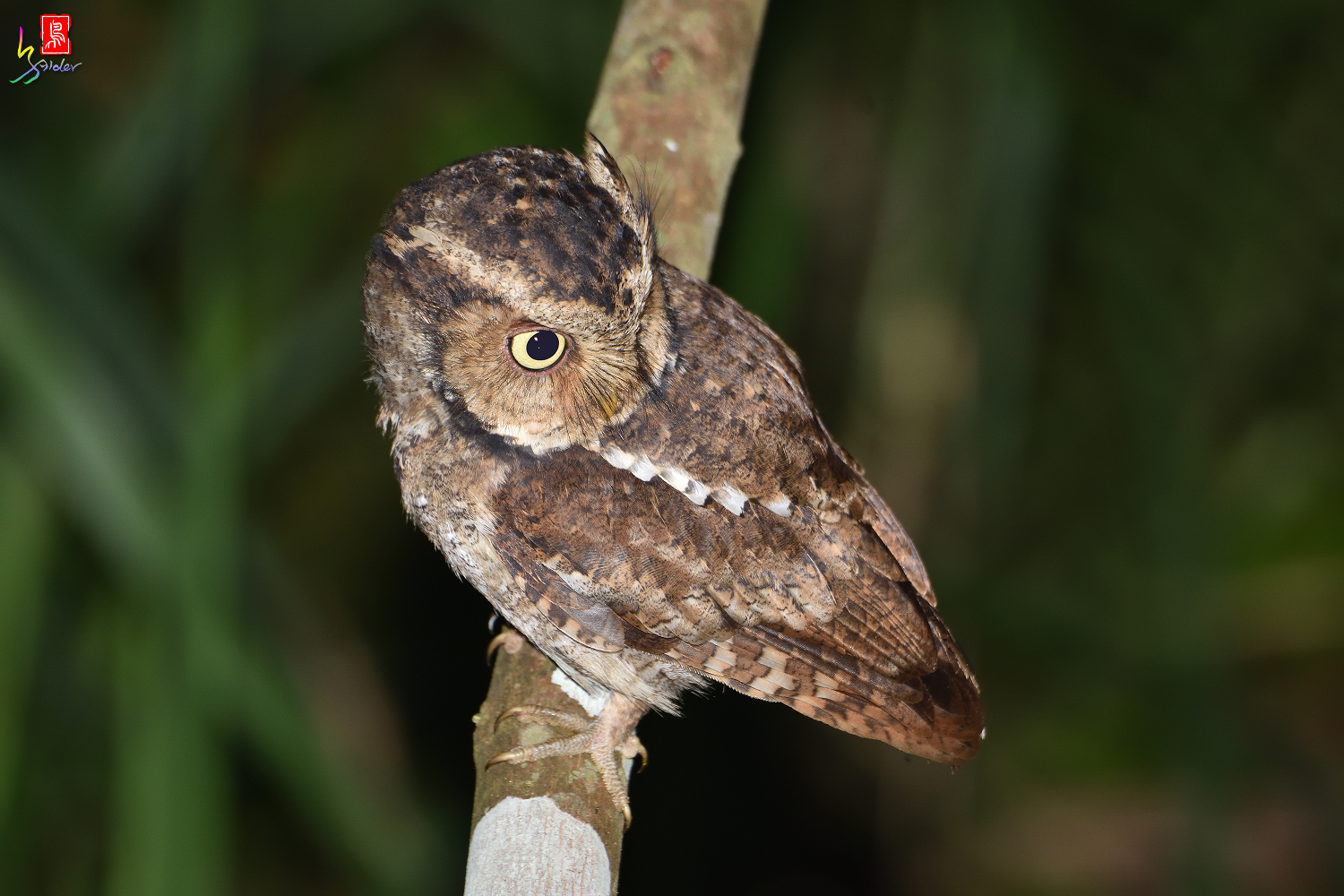 Alder's Bird-watching Notes: 三峽黃嘴角鴞．Mountain Scops Owl@Sanxia．2020/10/08