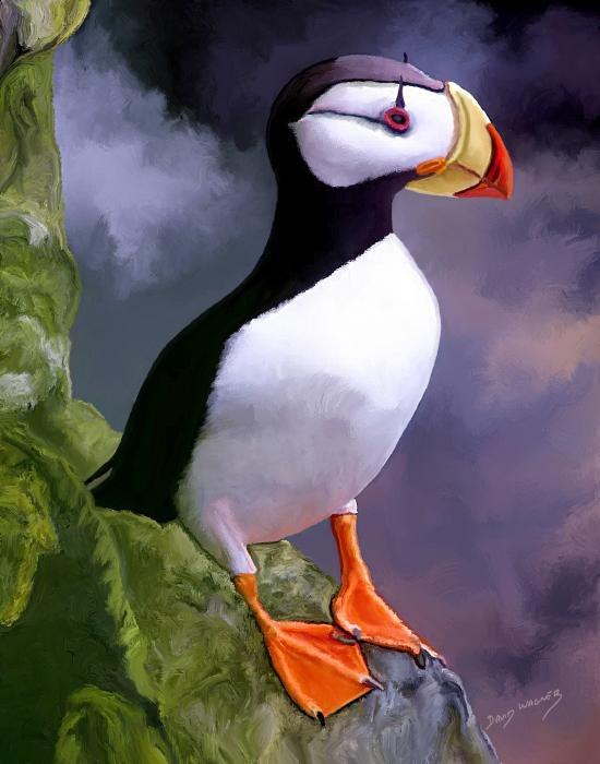 Puffin | Animal Wildlife