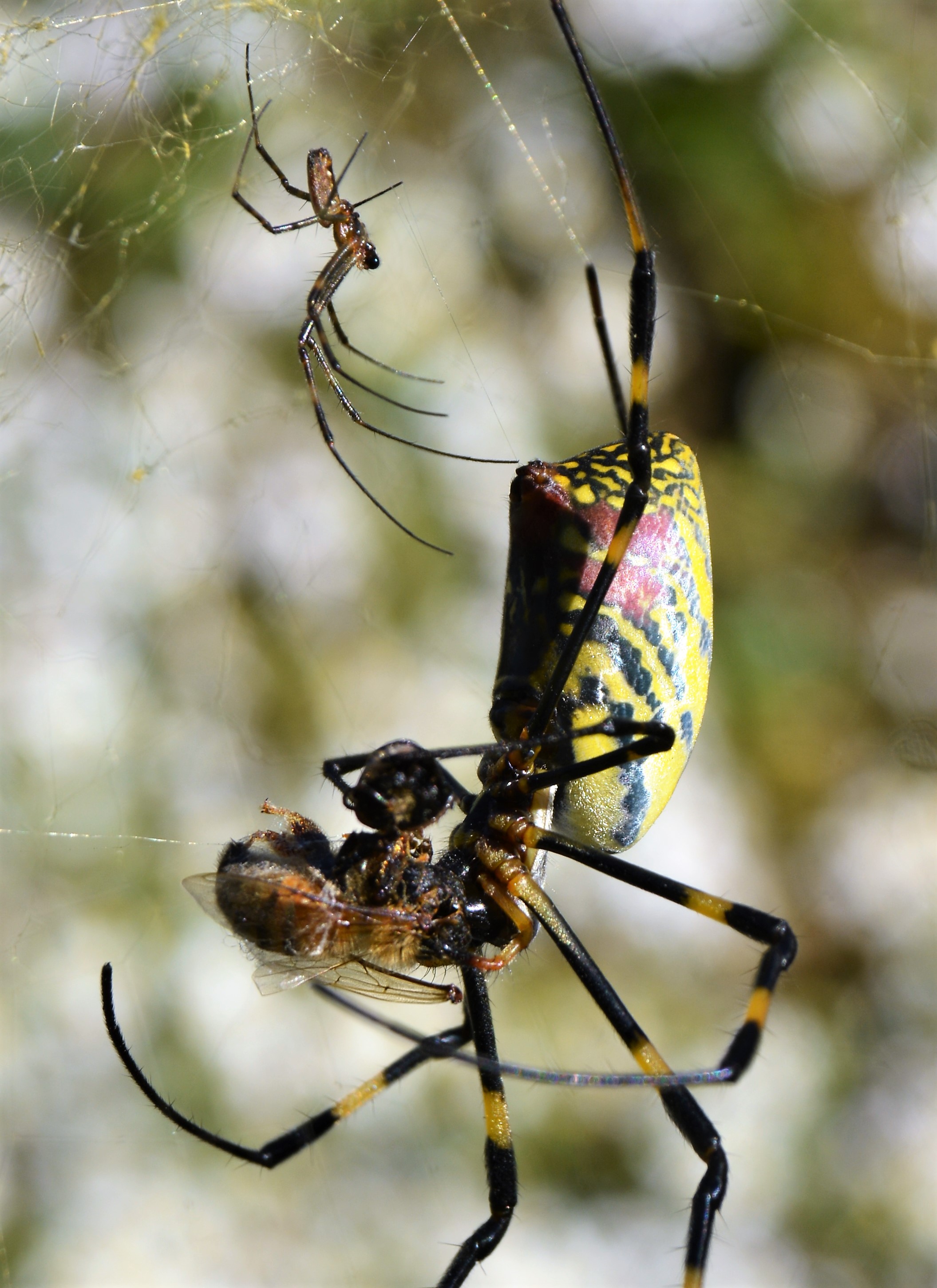 Joro Spider Update: controlling this invasive species