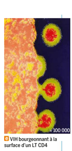 SVT de Zineb Nafzaouia: Les dysfonctionnements du système immunitaire "New"