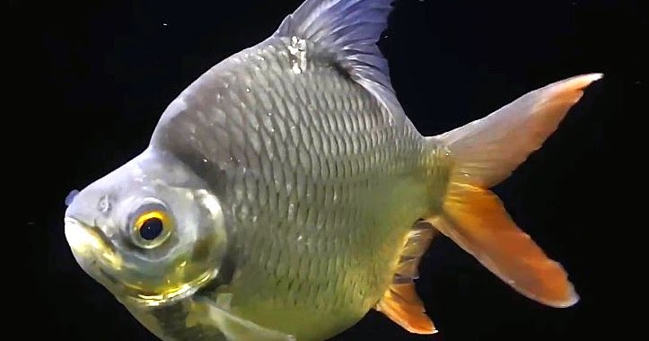 Types of Diseases that Can Attack Tinfoil Barb Fish and How to Treat It ...