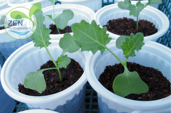ZEN HYDROPONICS: คะน้าใบหยิกสีเขียวเอฟวัน (Green Kale / Kale Rogue F1)
