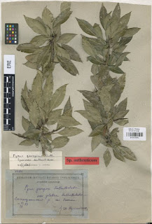 Всё о бегониях и не только...: Груша грузинская (Pyrus georgica, =Pyrus ...