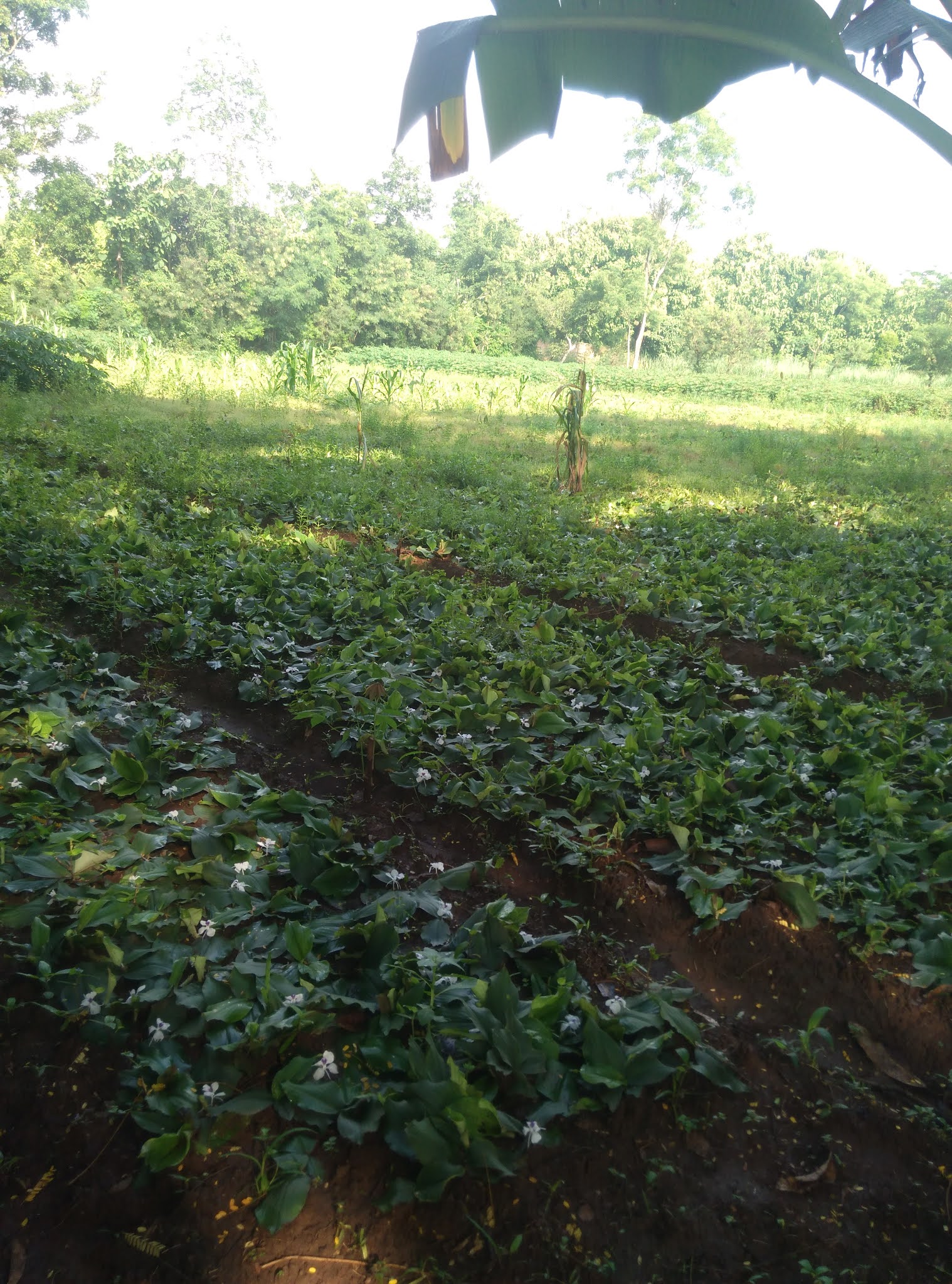 Suasana di Kebun Ngablak Desa Tanjungrejo Kudus - Sumaji Edukasi # Blog ...