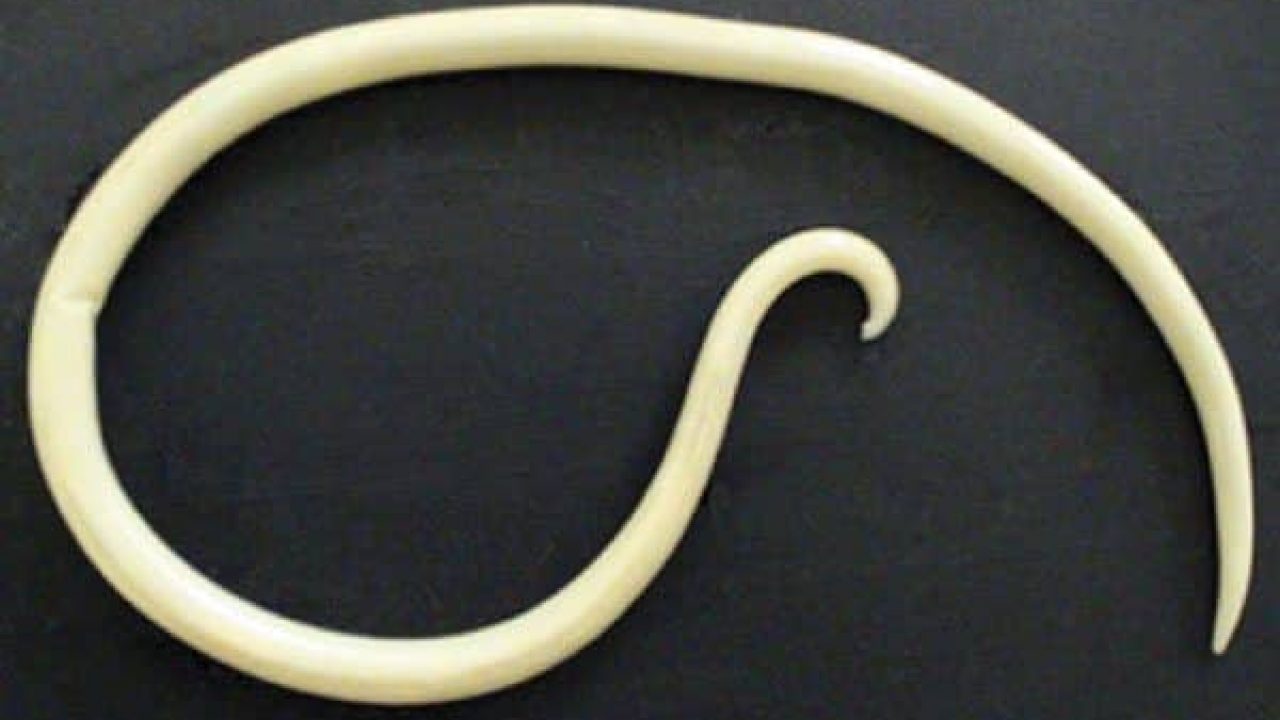 CIENCIA Y TECNOLOGÍA : Animales invertebrados