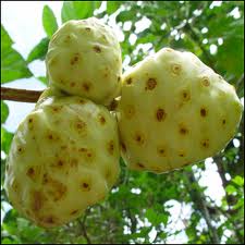 Manfaat dan Khasiat buah mengkudu | Buah pace- BACINDUL BLOG