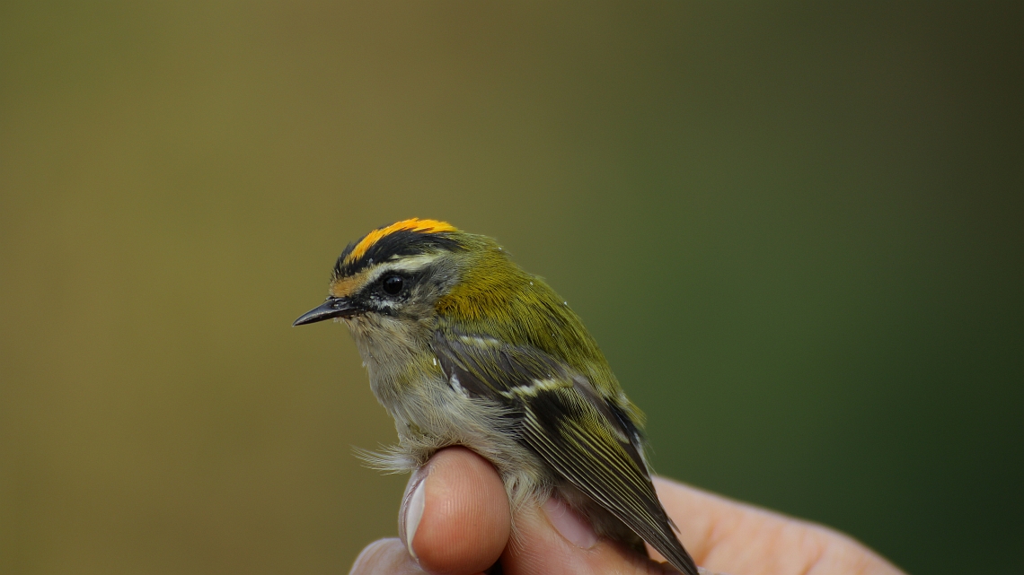Obóz Ornitologiczny w Kaliszanach: 2019