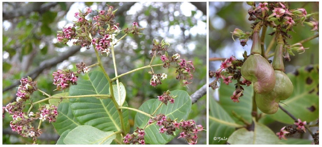 Ningún lugar está lejos... en RD: noviembre 2017