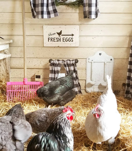 Top Tips for Keeping Chickens When you Work All Day - Fresh Eggs Daily®