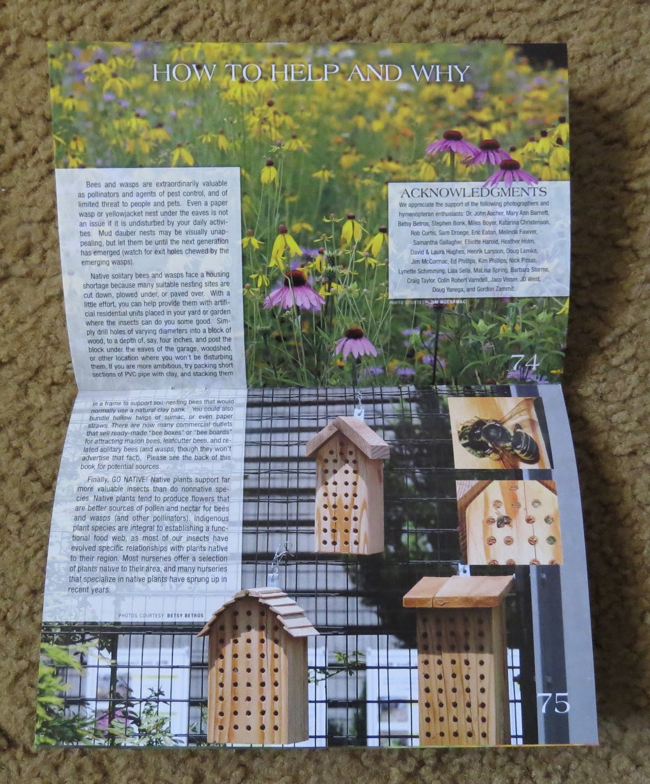 Bug Eric: New, Free Field Guide to Common Bees & Wasps of Ohio Now ...