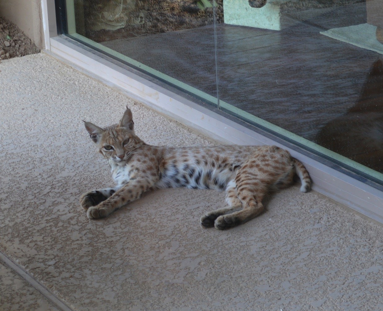 Tucson Wildlife Blog: Bobcat 7/24/13