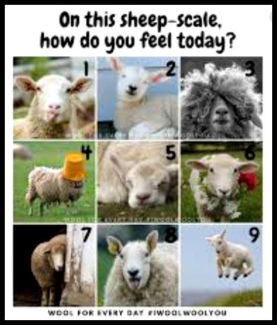 My Little Corner of the World: Sheep-scale