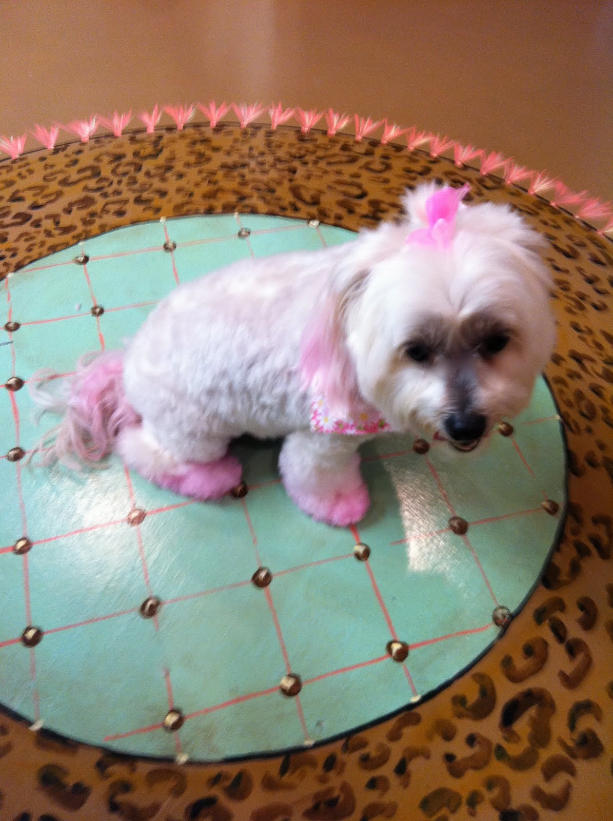 Paws~atively Pampered Pet: How Pink Is Your Pup?