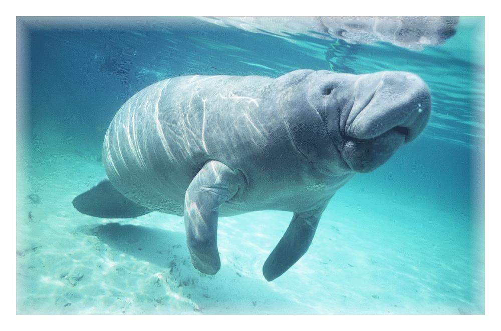 Periodismo del Sureste: Manatí, el fracaso de una conservación.