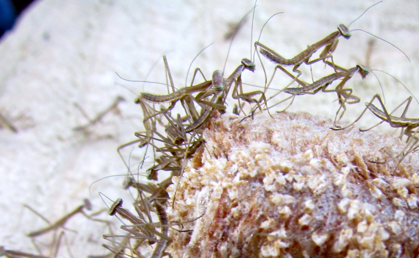 Learn To Grow: Baby Praying Mantises are Good for Gardens!