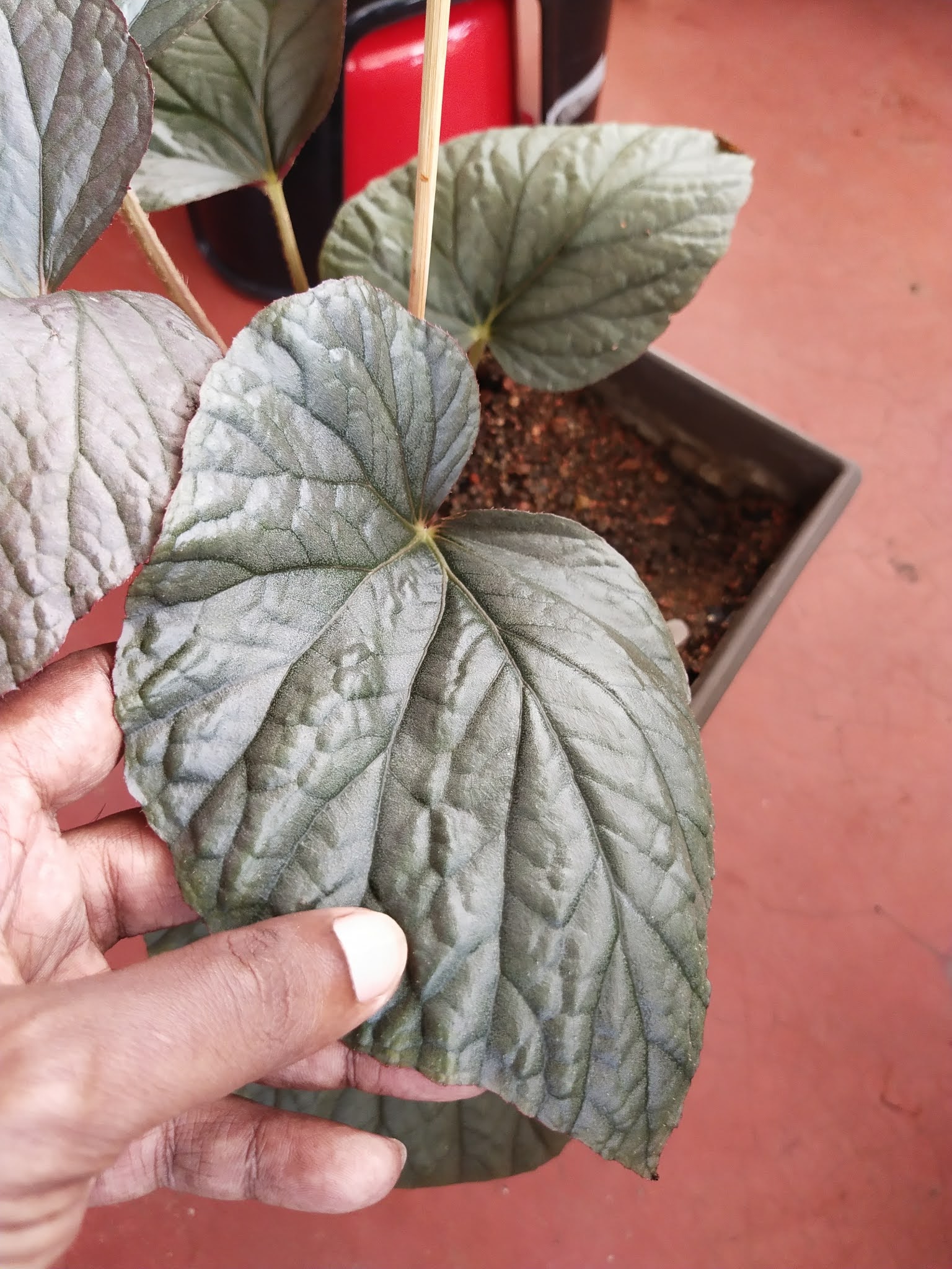 Garden Chronicles of James David: Begonia 'U508' / Begonia 'Cotes de ...