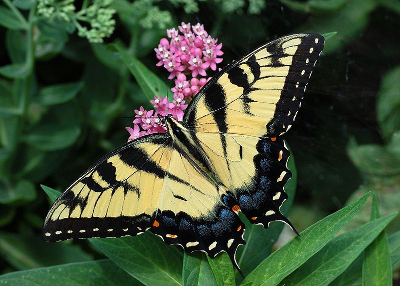 Swallowtail Butterfly - Insects Morphology