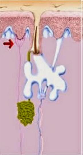 Capítulos de Anatomía del Dr. Tulp: Al leer esta entrada se te pondrá ...