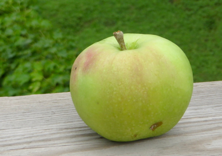 Hightop Sweeting (June Sweet) - Adam's Apples