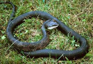 SERPIENTE RATONERA NEGRA - MASCOTAS EXÓTICAS Y MÁS