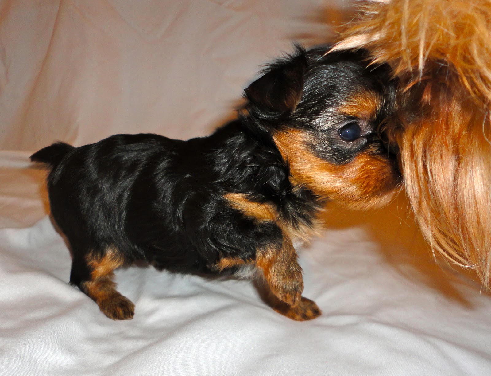 Courtney's AKC Yorkies: Puppies 4 Weeks Old