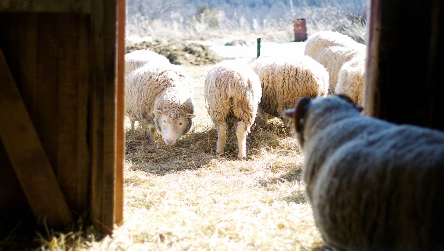 Friends of Skaneateles Farmers Market