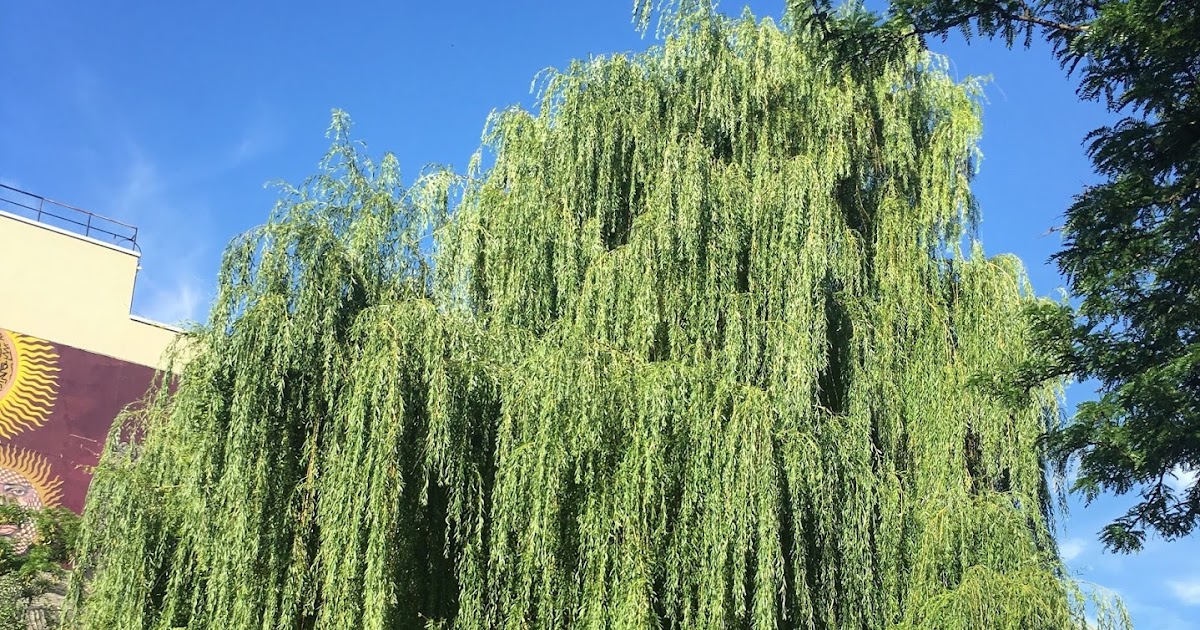 EV Grieve: A wake for the last willow trees at La Plaza Cultural