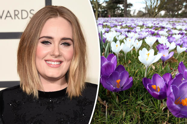 English Singer, Adele Turns Down £1m Performance Offer To Tend To Her ...