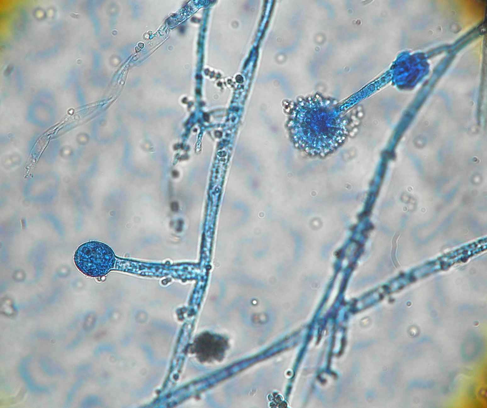 ATLAS MICOLOGIA: SYNCEPHALASTRUM RACEMOSUM