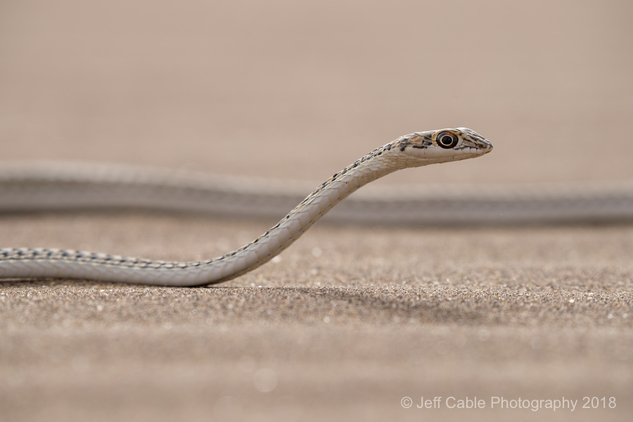 Jeff Cable's Blog: Namibia Photo Tour: Photographing snakes, chameleons ...