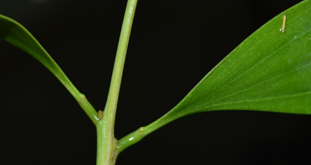 Fabaceae - Leguminosae no Brasil: Acacia
