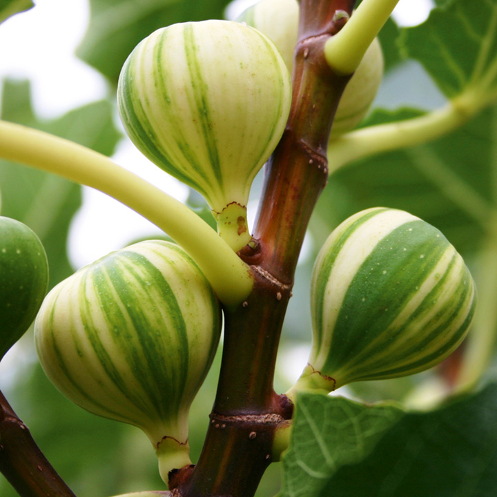 shiatoshi: Fig Germination ,Growing ,Care, Use and its Surprising ...