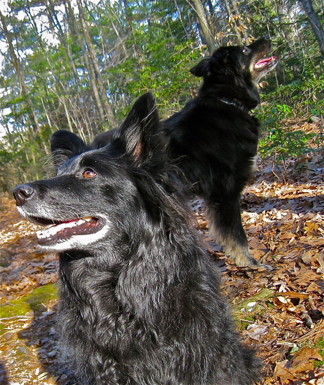 Winter With Zoe: Part II, Day 71: Travels with Zoe, or North Country ...