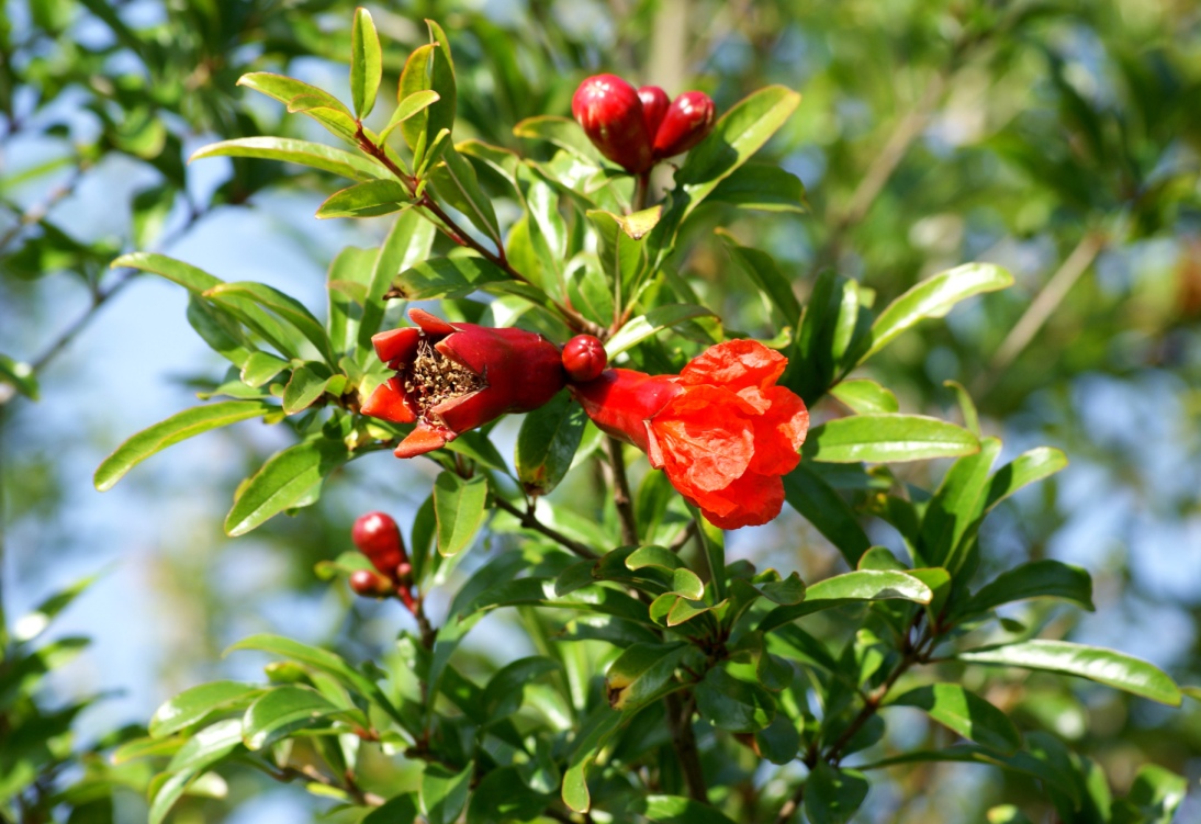 A photo, A thought............: Plant: Pomegranate blossoms and the ...