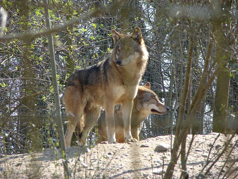 Coyote New Hampshire