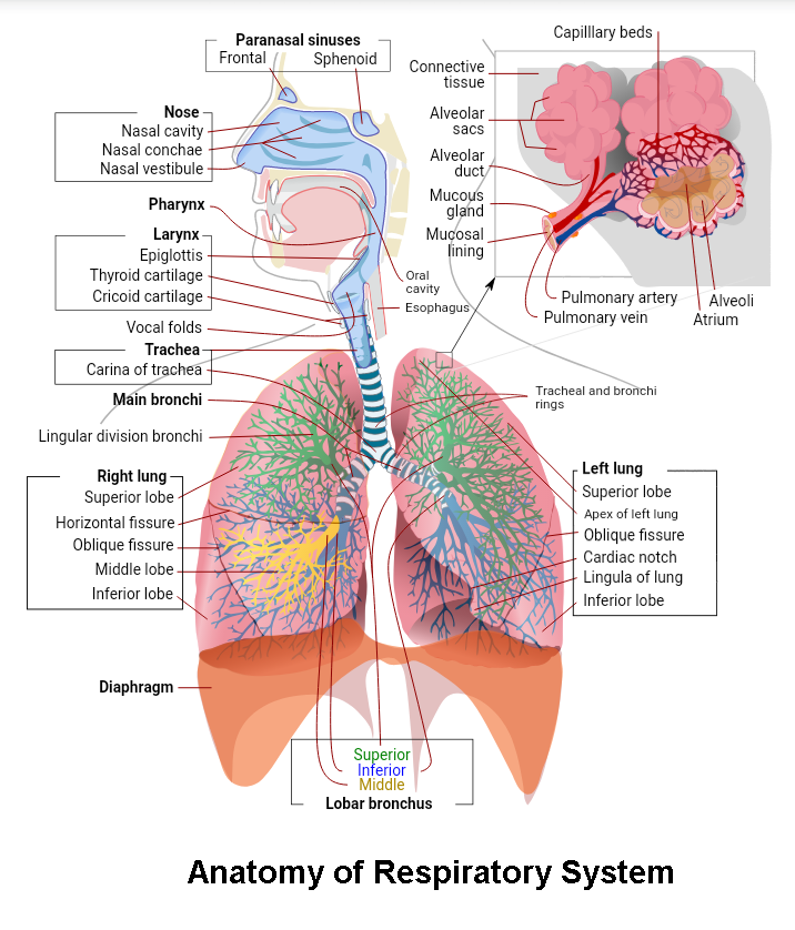 Respiratory System Anatomy Parts Function