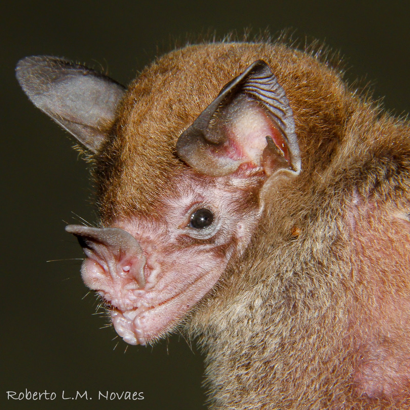 Morcegos do Brasil: Phylloderma stenops