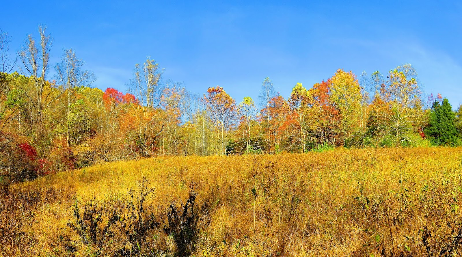 Tales From The Wood Booger: Plenty Of Fall Color Photos In Southwest ...