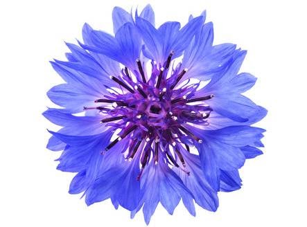 What is the national flower of Germany