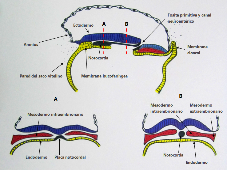 Embriología humana : Tercera semana de desarrollo embrionario: El disco ...