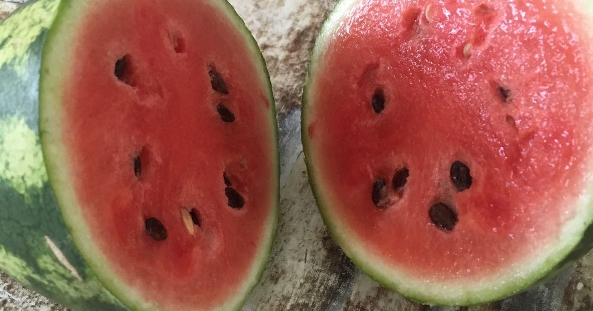 1 2 3 .... C.I.S.: La scoperta del piccolo cocomero