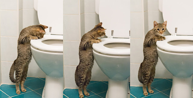 True Book Addict...Books, Cats, and More: #CatThursday - #Cats and toilets