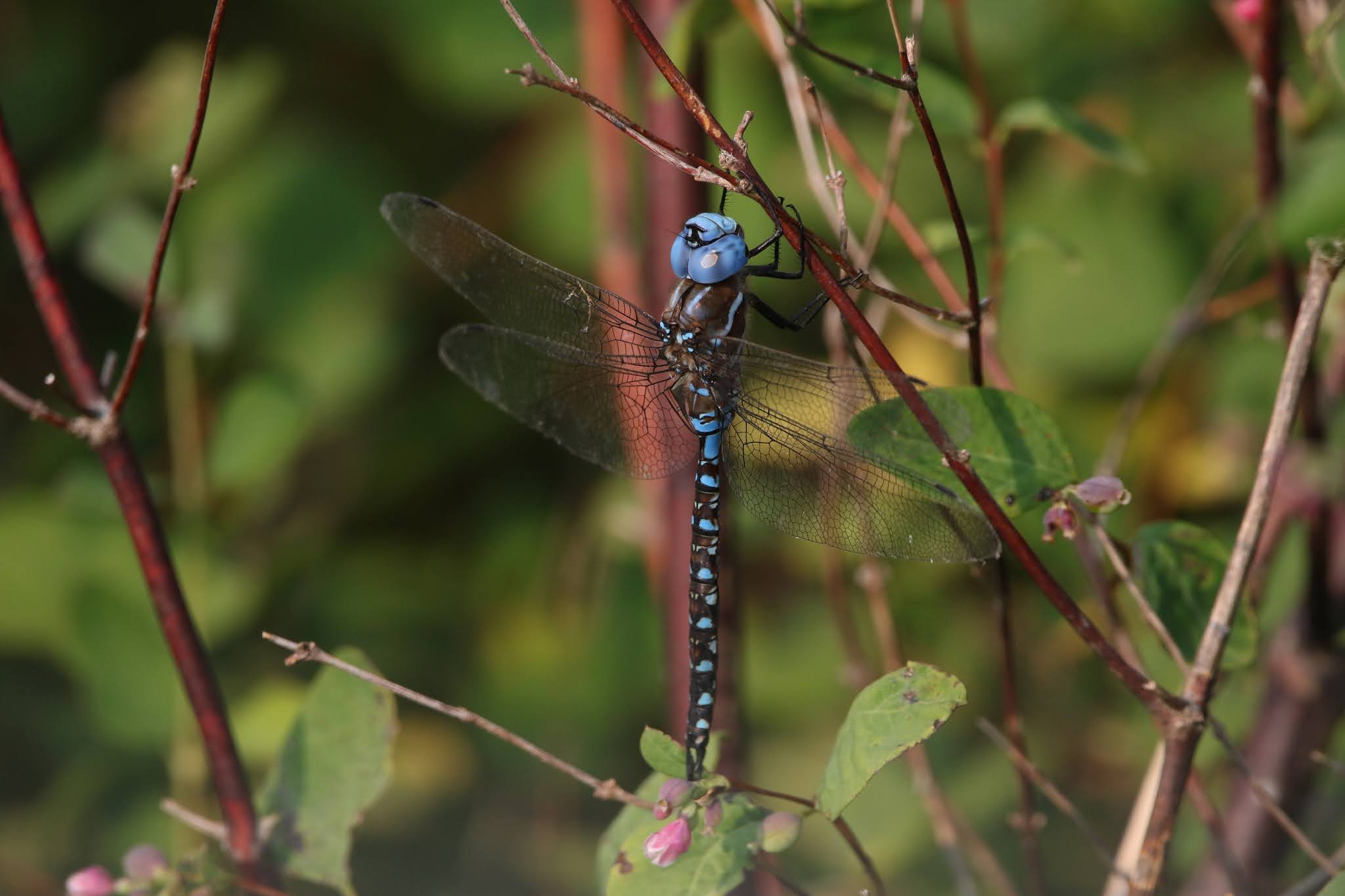 BARRY the BIRDER: Dragonflies today from Vancouver Island...