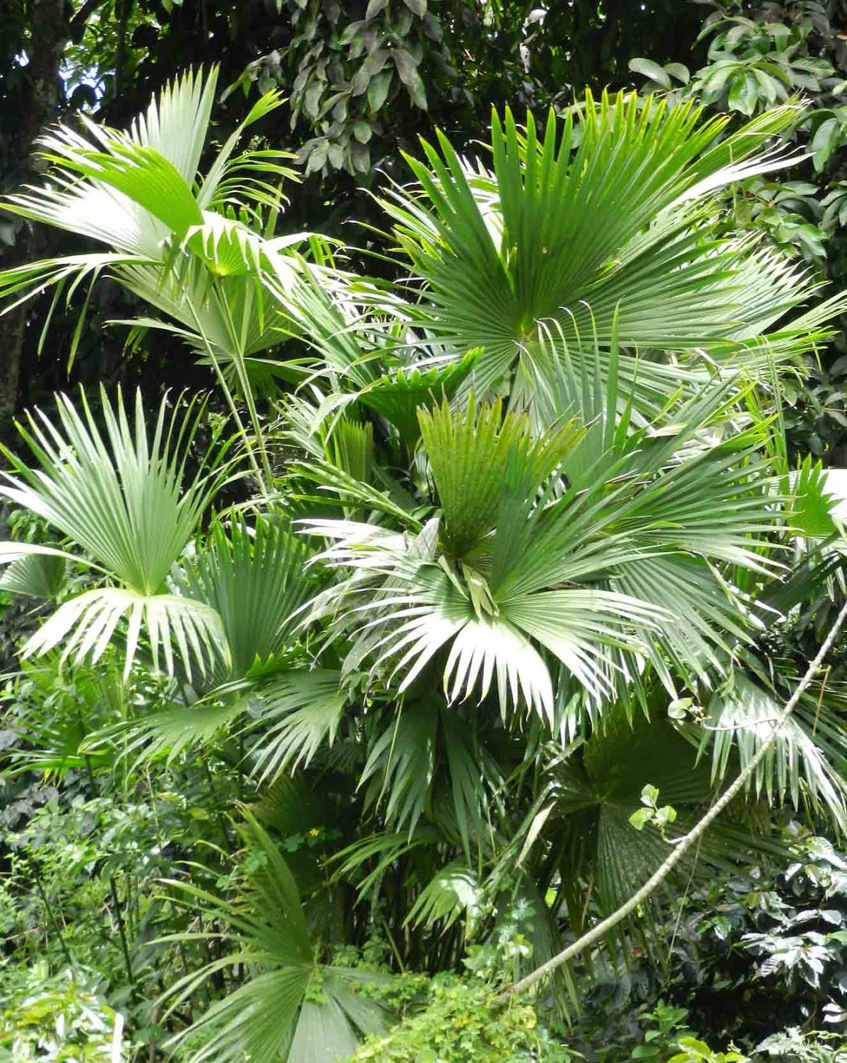 Paja Toquilla Barcelona: PAJA TOQUILLA