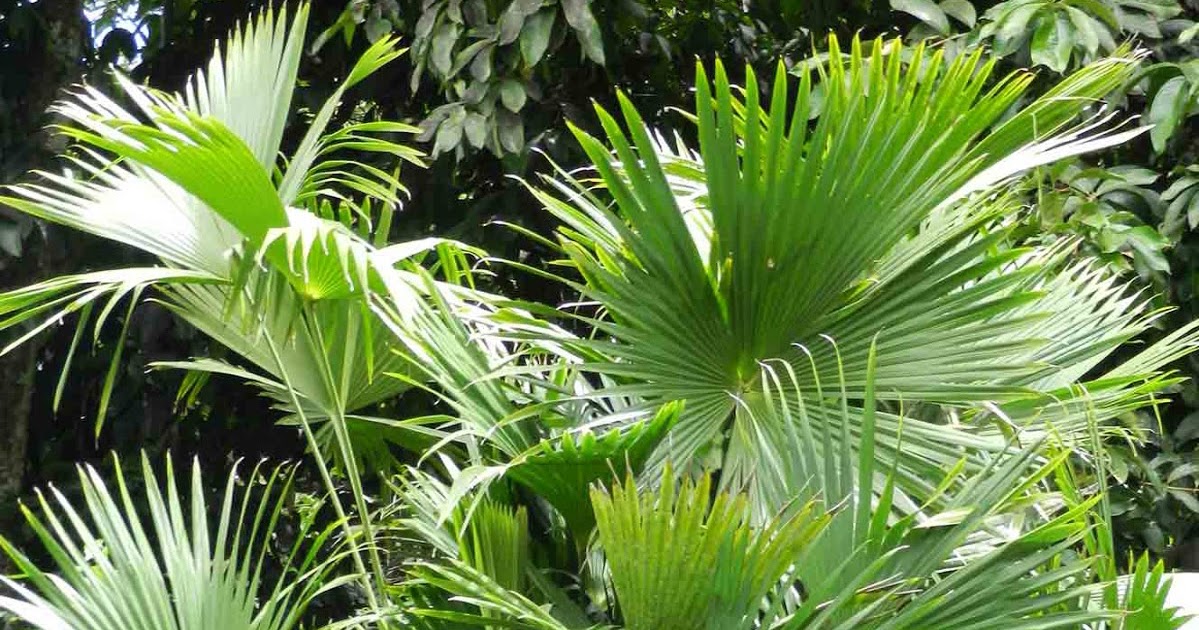 Paja Toquilla Barcelona: PAJA TOQUILLA