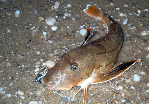 Northern Sea Robin - Fishes